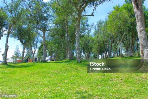 여름 배경에 대 한 푸른 나무 초원의 아름 다운 풍경입니다 피크닉에 적합합니다 숲 나무와 환경 공공 공원이있는 잔디밭 0명에 대한 스톡 사진 및 기타 이미지 Istock