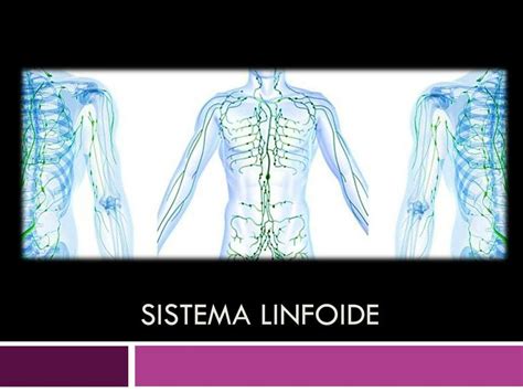 SISTEMA LINFOIDE Matias Alejandro Segovia Anachuri UDocz