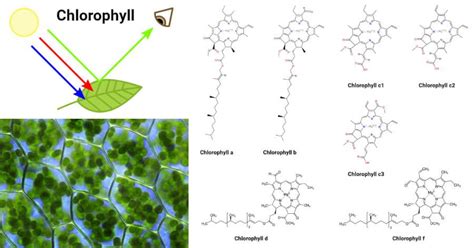 Chlorophyll Definition Structure Types Biosynthesis Uses