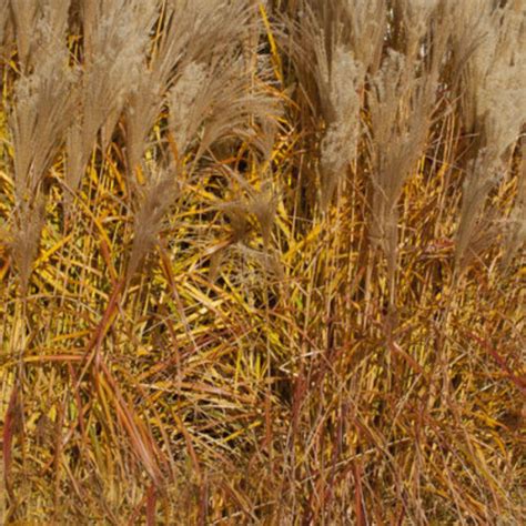 Graziella Maiden Grass Plant Addicts