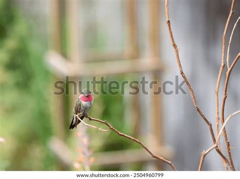 Rubi Rose Feet Royalty Free Images Stock Photos Pictures Shutterstock