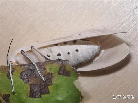 八点灰灯蛾Creatonotos transiens 知乎
