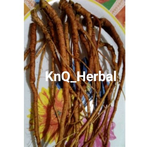 Jual Akar Putri Malu Original Segar 500gram Shopee Indonesia