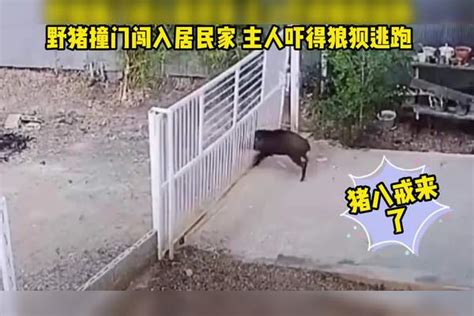 野猪撞门闯入居民家，主人吓得狼狈逃跑，网友：这大门没啥作用