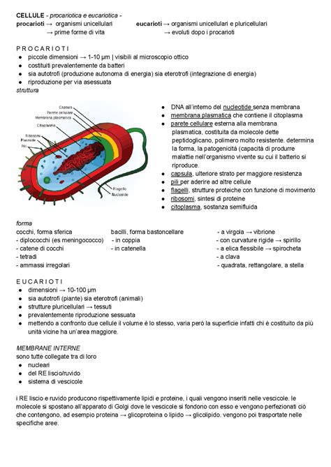 Struttura Cellule Procariote Eucariote Docsity