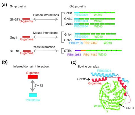 Inferred Domain Interactions Of G Protein Subunits A Domain