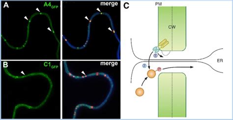 Localization Of Receptor Like Kinases Rlks To Plasmodesmata Pds And Download Scientific