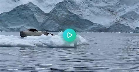 On A Scale Of One To Penguin Jumping On A Leopard Seal Whats Your