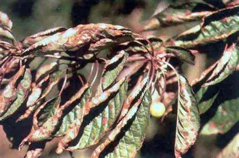 Βακτηριακό έλκος πυρηνοκάρπων Pseudomonas Syringae Pv Morsprunorum