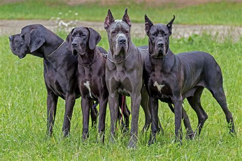European Vs American Great Dane Whats The Difference