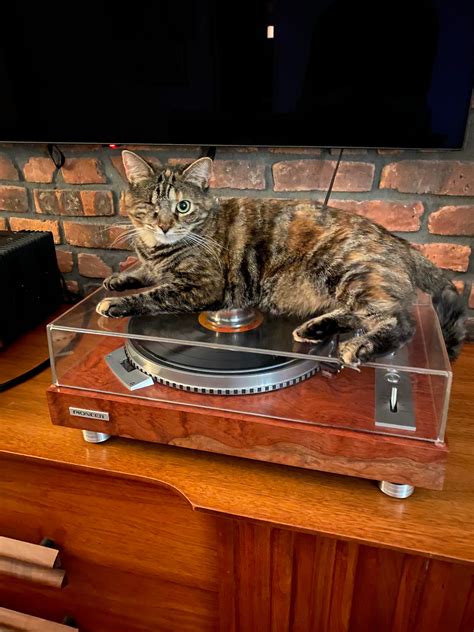 If You Werent So Damn Cute Rcatsonstereos