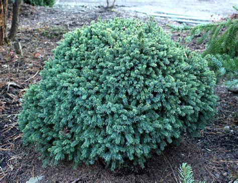 Ель обыкновенная Эхиниформис/Picea glauca Echiniformis 40-50 С3 - Ель ...