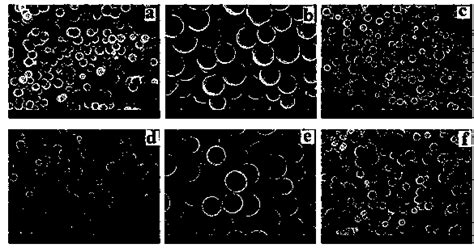 Preparation Method For Molecularly Imprinted Microsphere Surface Grafted Hydrophilic Polymer