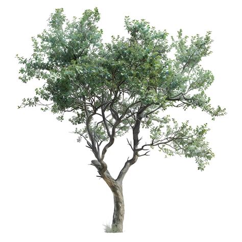 Premium Psd Cutout Tree Melicoccus Bijugatus Plant Psd