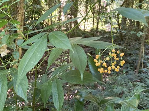 Sambucus Australasica”native Elderberry” Paten Park Native Nursery