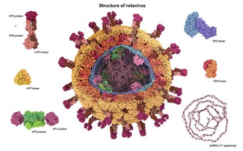 Rotavirus Structure 7 By Science Photo Library