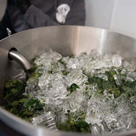 How To Press Bubble Hash The Ultimate Guide Triminator