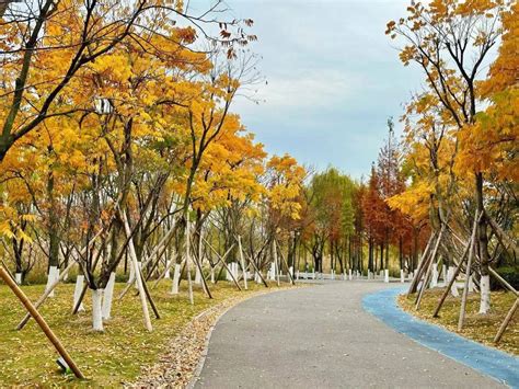 寒潮警报注意强降温前有波强回暖后天着装需调整周日 7 气温 防范 影响