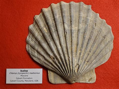 Scallop Fossil Chlamys Lyropectin Madisonius From Calvert Co