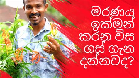 ඔබේ ගෙවත්තෙත් මේ විශකුරු ශාක තිබේද Youtube