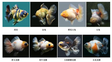 水生所鉴定出金鱼龙睛和白化性状的因果基因并建立精准分子设计育种技术 中国科学院水生生物研究所