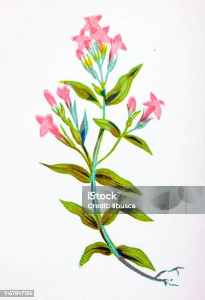 야생화의 고대 식물학 삽화 필드 용담 젠티아나 캄페스트리스 0명에 대한 스톡 벡터 아트 및 기타 이미지 0명 19세기