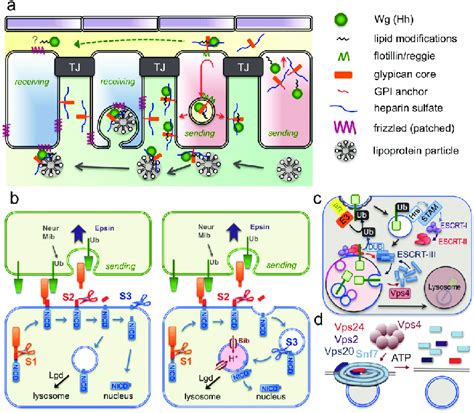 Signal Regulation By Glypicans Endosomal Proteolysis And Lysosomal