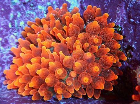 Sdcs Crazy Filipino ‘snowflake Bubble Tip Anemones Reef Builders