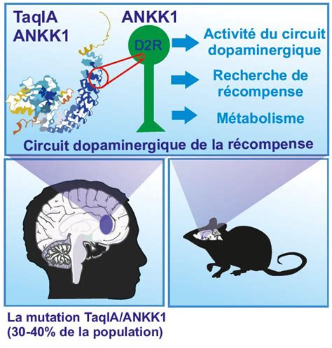 Rôle Du Polymorphisme Taqi1ankk1 Dans Le Contrôle Des Addictions Et Du