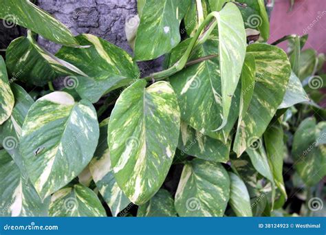 Devils Ivy Golden Pothos Stock Image Image Of Robe 38124923