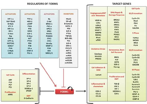 Regulators Of Foxm1 And Its Effector Genes Foxm1 Regulates Expression