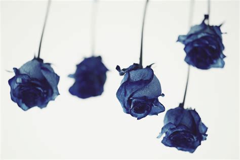【ほとんどのダウンロード】 青い 薔薇 壁紙 ~ 無料のhd壁紙画像