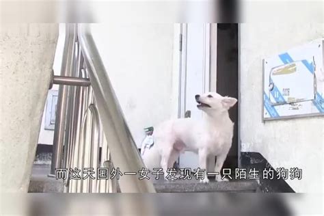 狗狗每天敲陌生女子的家门，女子好奇跟它出去，真相令人心酸不已女子家门真相