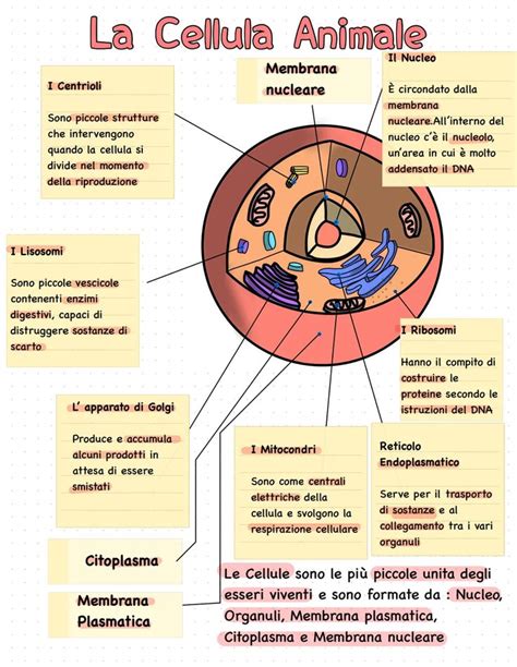 La Cellula Animale Scienze Knowunity Nel 2025 Cellula Animale