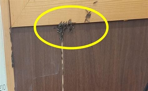 흰개미 유충 뚝뚝벽지 뚫고 날아다녀 무섭다 아산서 토착종 목격 Snsfeed 제휴콘텐츠 제공 실시간 핫이슈