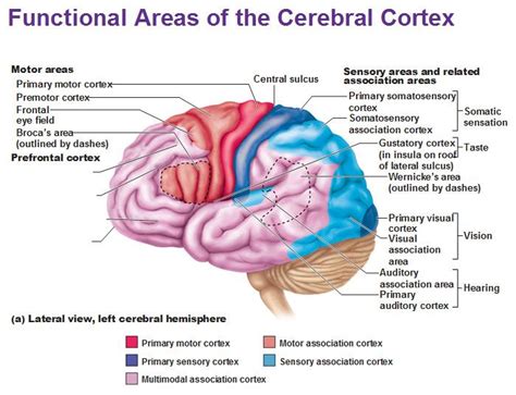 Functional Areas Of The Cerebral Cortex Cerebral Cortex Cerebral
