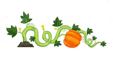 Ciclo De Vida De La Planta De Calabaza De Crecimiento Sobre Fondo