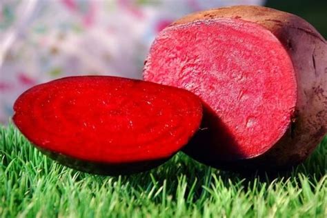 Beet Plant Growth Timeline Seedling To Harvest