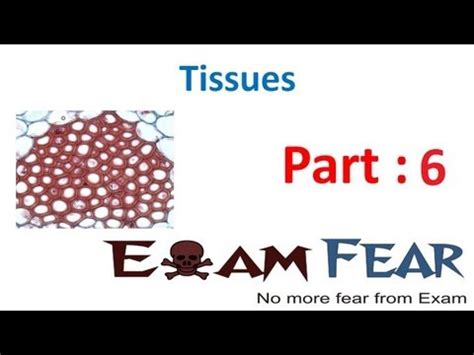 Difference Between Simple Tissue And Complex Tissue Difference Wiki