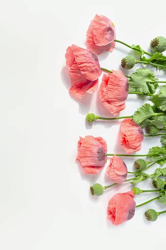 흰색 배경에 양귀비 꽃으로 만든 창조적 인 여름 구성 아름다운 꽃 레이아웃 자연 개념 맨 위 보기입니다 플랫 레이 개념에 대한