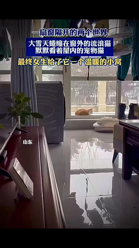 Claven Moo 土坡上的狗尾草 一扇窗隔开的两个世界，大雪天蜷缩在窗外的流浪猫默默看着屋内的宠物猫，最终女生给了它一个温暖的小窝