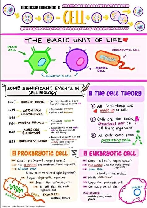 Differences Between Mitosis And Meiosis Artofit