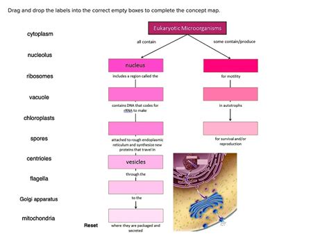 Drag And Drop The Labels Into The Correct Empty Boxes To Complete The