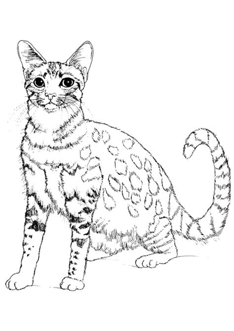 Разукрашки Кошки Красивые