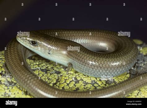 Three Toed Skink Algerian Cylindrical Skink Chalcides Chalcides On