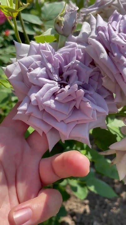 Роза «Шато Мертию» «Замок Черники» японочка🥀Каталог rozi-yulii.ru🥀 # ...