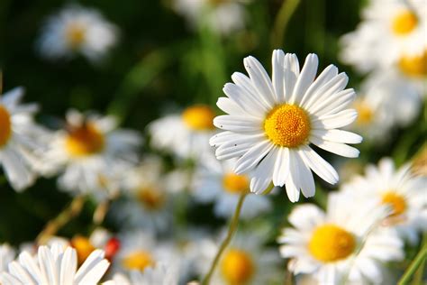 زهرة الأقحوان الخصائص وظروف الزراعة بالصور