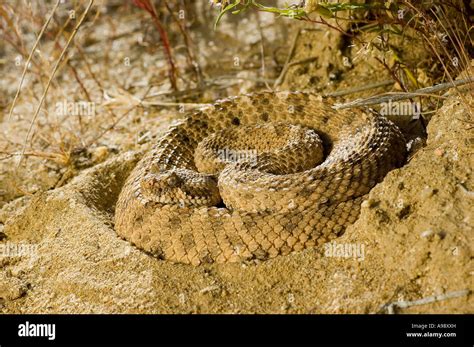 Desert Horned Viper Cerastes Cerastes In The Desert Banque De