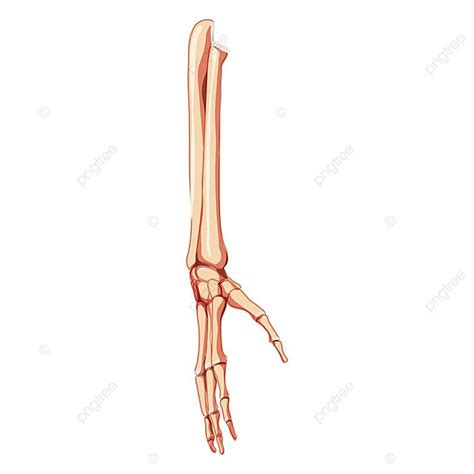 3d Human Forearm Skeleton With Hand And Wrist Bones Vector Medical