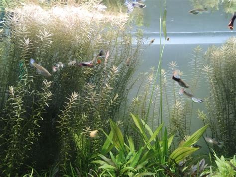10 Pui Guppy Plante Acvariumelci De Substrat Bucuresti Sectorul 5 • Olxro